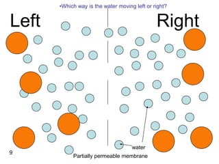 B4 Osmosis - which way will water move | PPTX