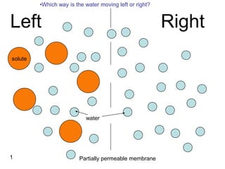 B4 Osmosis - which way will water move | PPTX