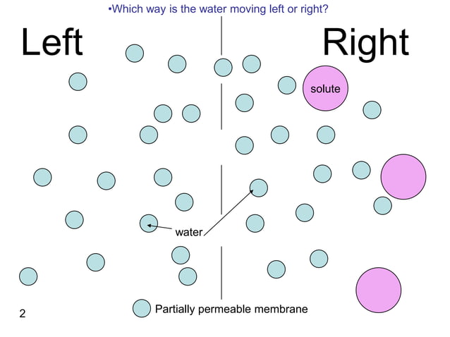 B4 Osmosis - which way will water move | PPT
