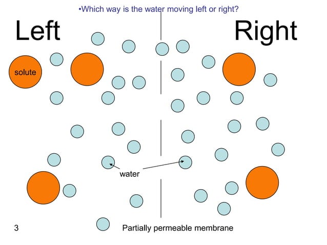 B4 Osmosis - which way will water move | PPT