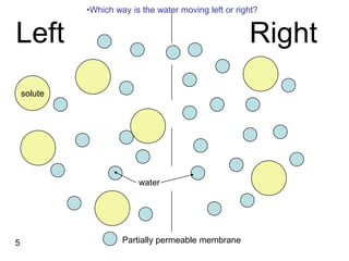 B4 Osmosis - which way will water move | PPTX
