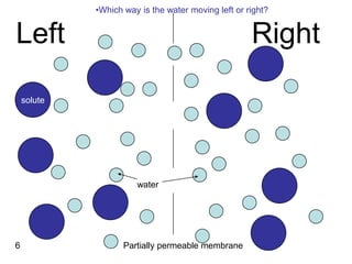 B4 Osmosis - which way will water move | PPTX