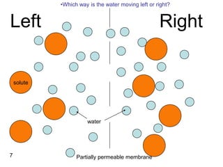 B4 Osmosis - which way will water move | PPTX