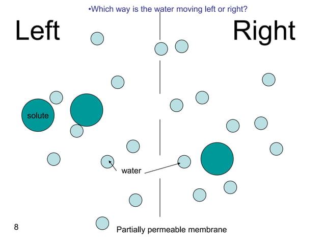 B4 Osmosis - which way will water move | PPT