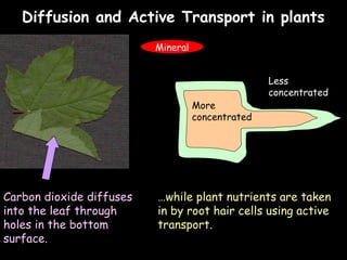 B4 The Processes Of Life | PPT