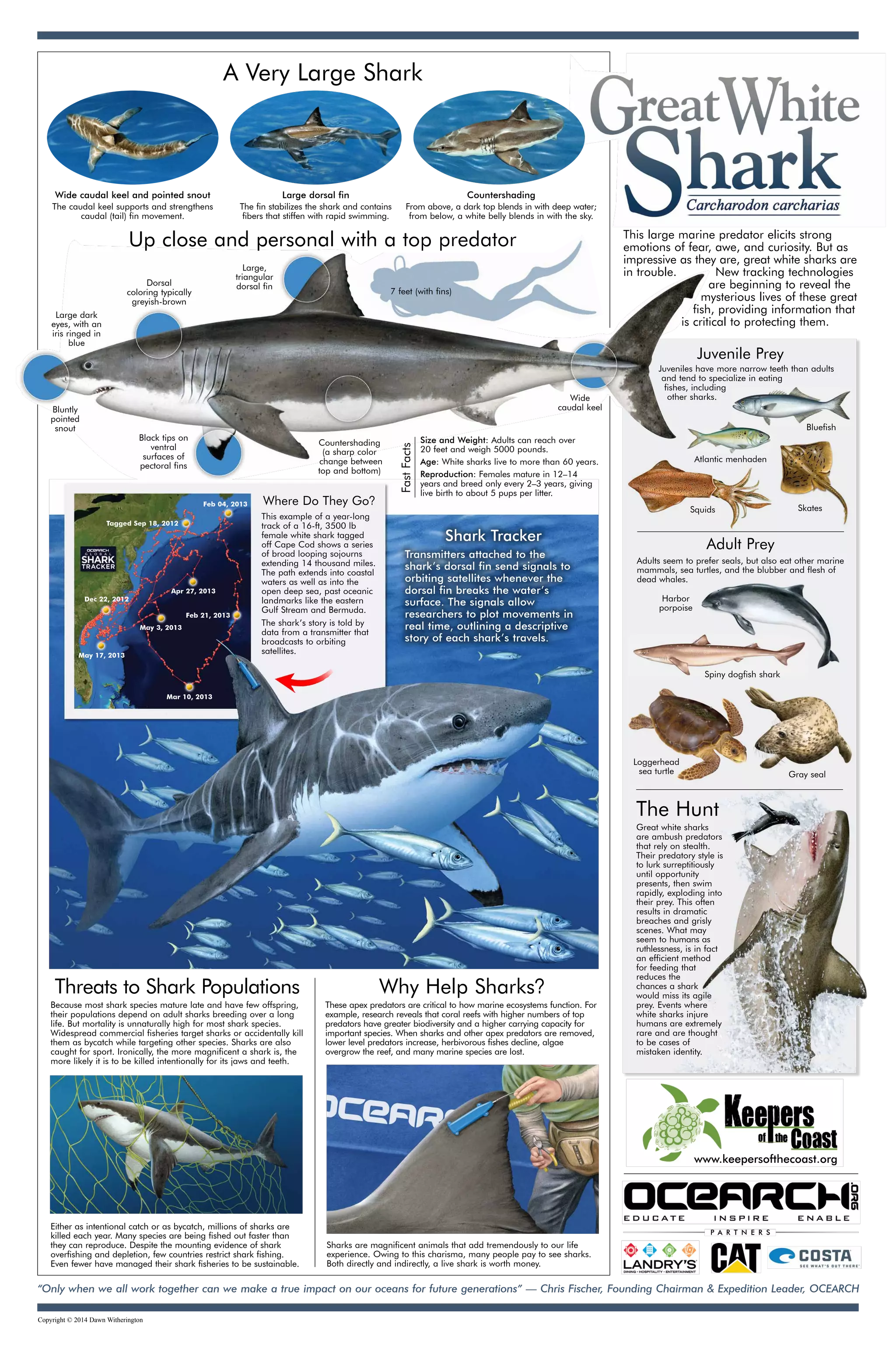 white shark march 31 | PDF