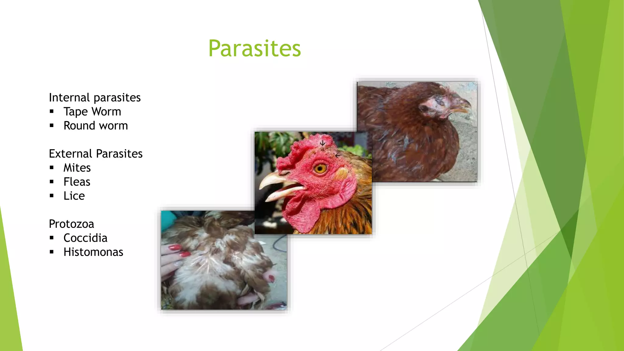 Common Parasitic Diseases in Poultry | PPTX