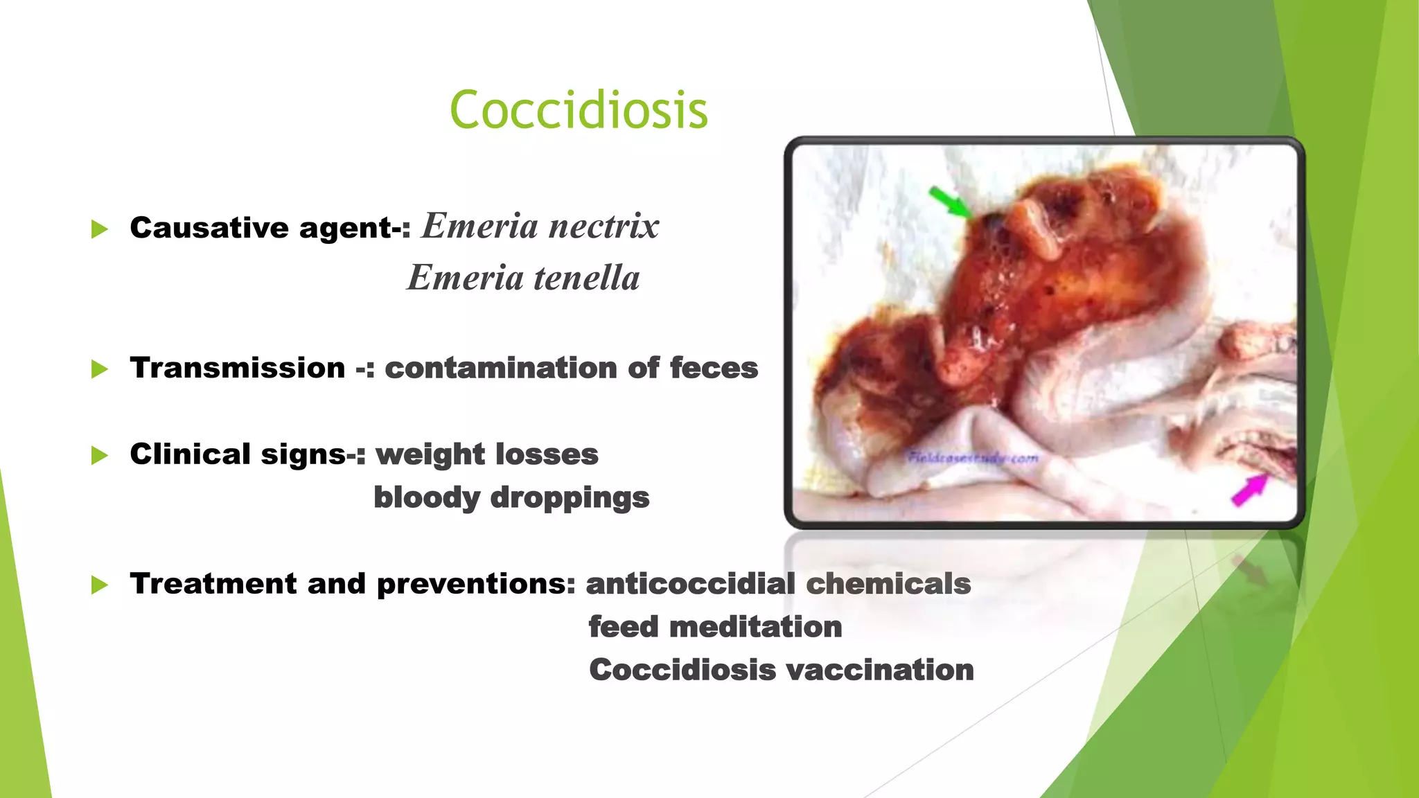 Common Parasitic Diseases in Poultry | PPTX