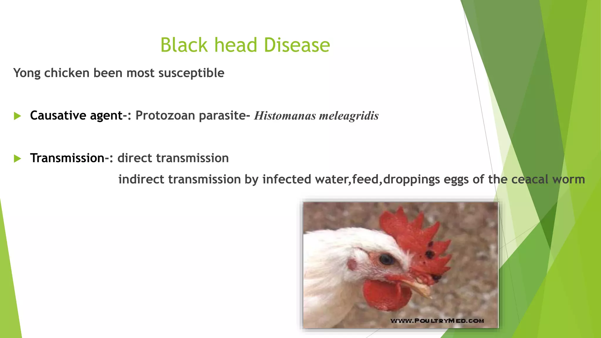 Common Parasitic Diseases in Poultry | PPTX