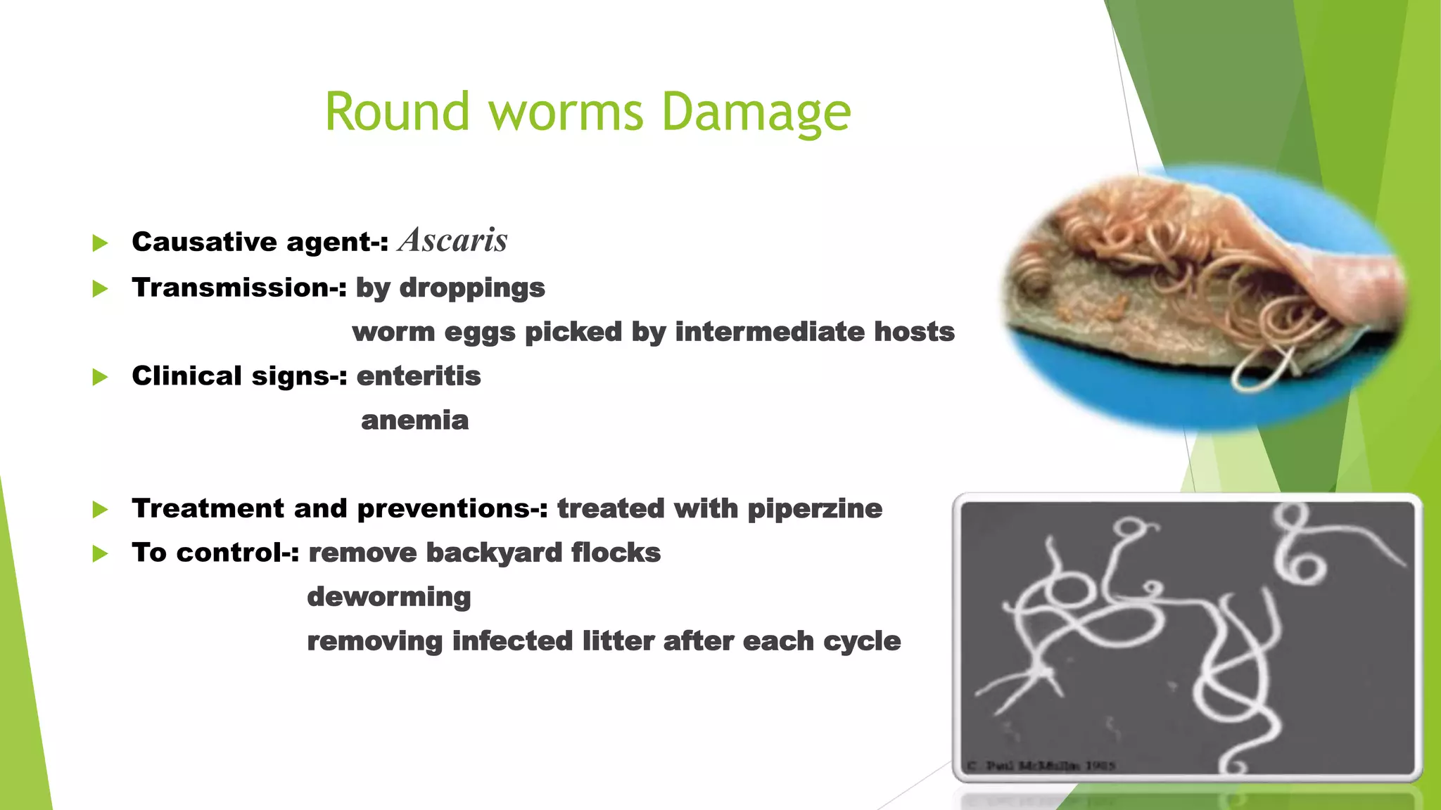 Common Parasitic Diseases in Poultry | PPTX