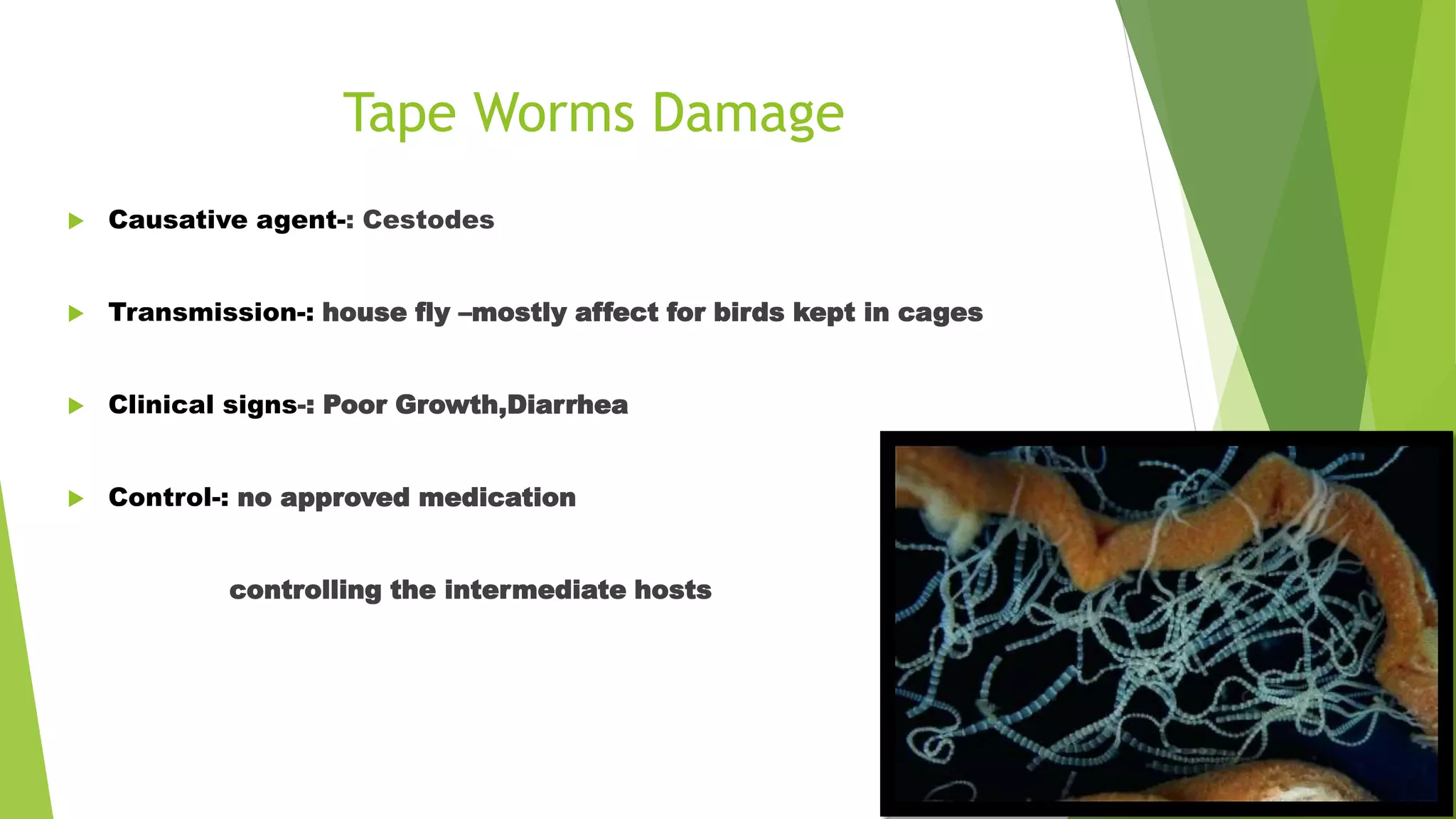 Common Parasitic Diseases in Poultry | PPTX