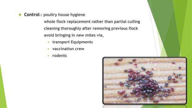 Common Parasitic Diseases in Poultry | PPTX | Infectious Diseases | Diseases and Conditions