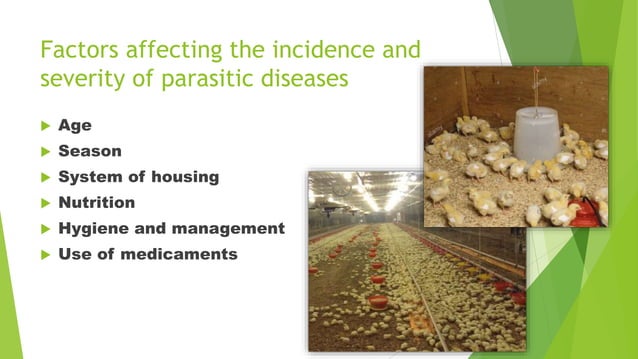 Common Parasitic Diseases in Poultry | PPTX | Infectious Diseases | Diseases and Conditions
