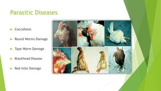 Common Parasitic Diseases in Poultry | PPTX