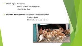 Common Parasitic Diseases in Poultry | PPTX