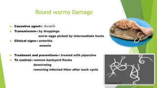 Common Parasitic Diseases in Poultry | PPTX