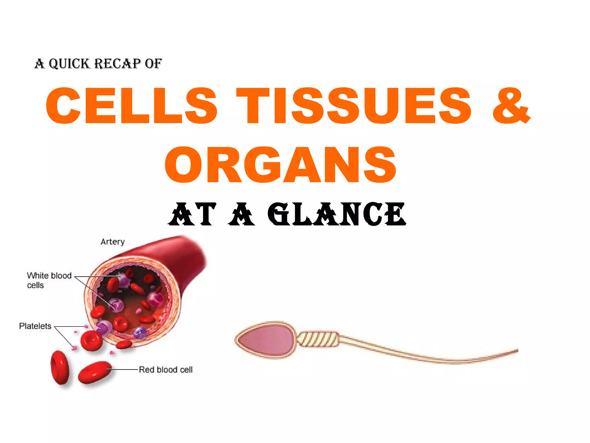 B5 Cells Tissues Organs Review Slides | PPT