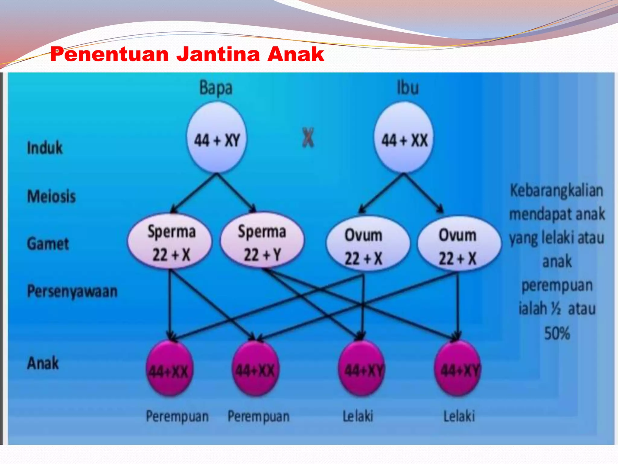 Bab 5 : Genetik (Sains KSSM Ting. 4) | PPTX