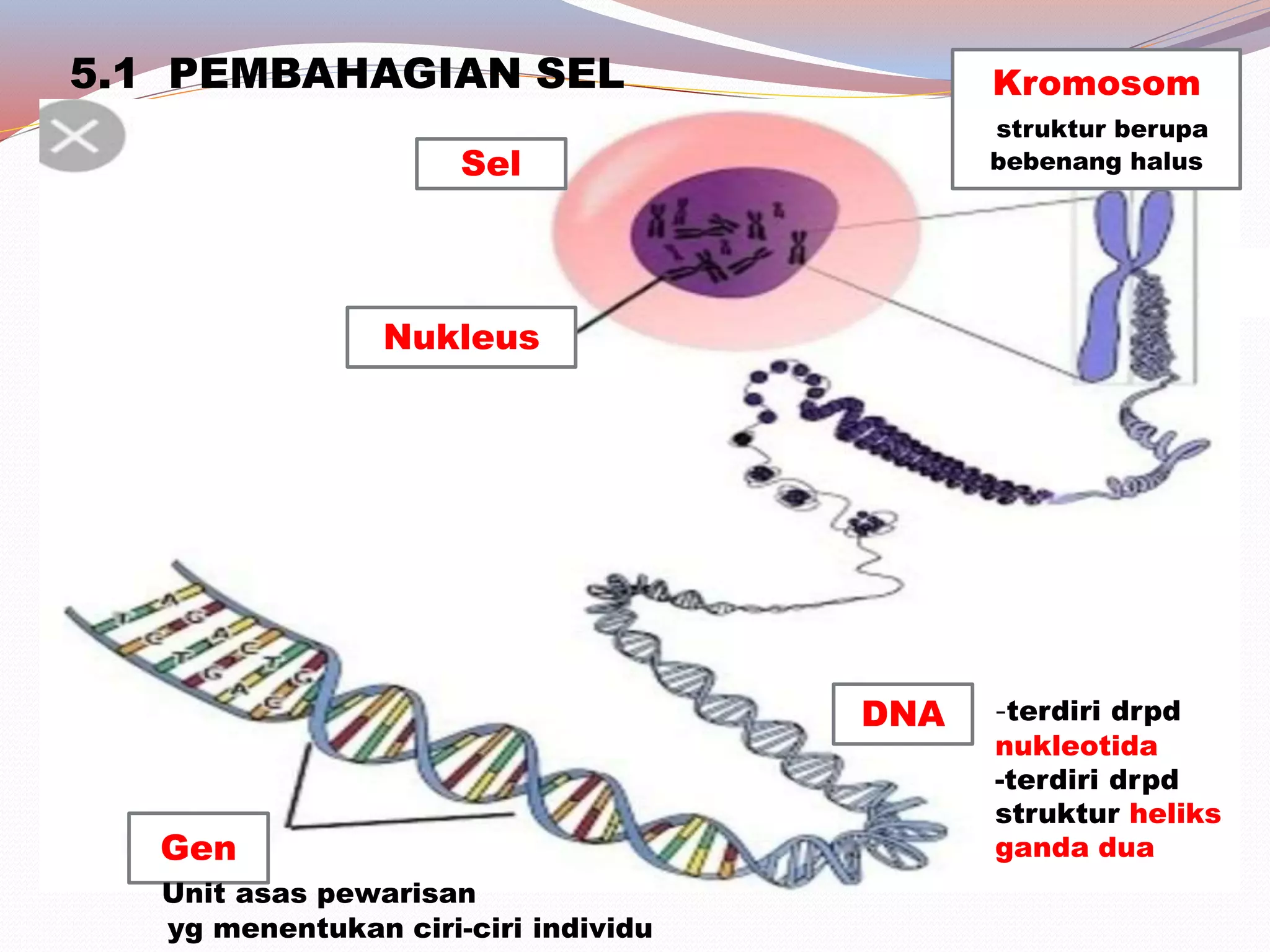 Bab 5 : Genetik (Sains KSSM Ting. 4) | PPTX