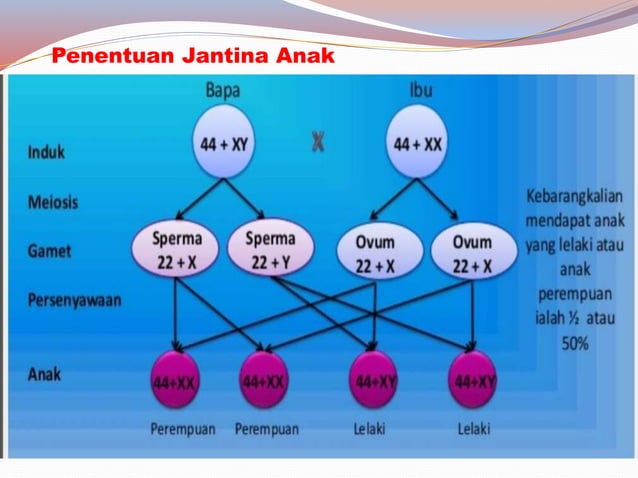 Bab 5 : Genetik (Sains KSSM Ting. 4) | PPTX