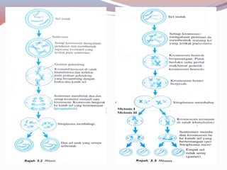 Bab 5 : Genetik (Sains KSSM Ting. 4) | PPTX
