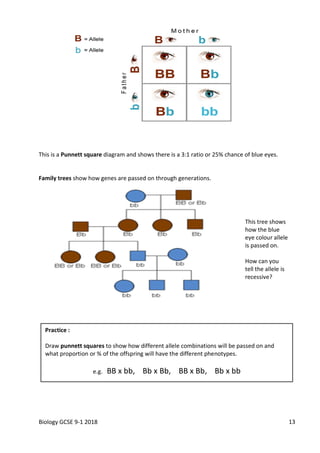 b6-inheritance-notes-biology-triple.pdf