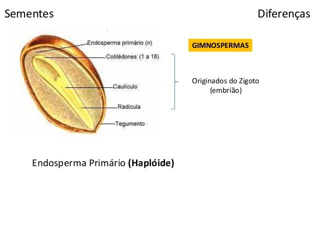 Endosperma Primario Histologia E Morfologia Das Angiospermas Ppt