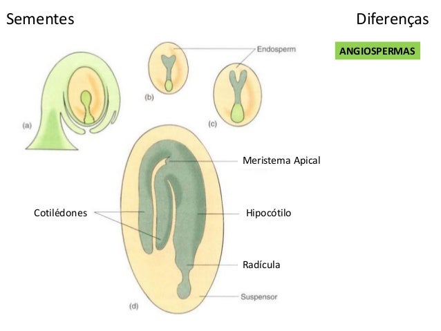 Endosperma Primario Histologia E Morfologia Das Angiospermas Ppt