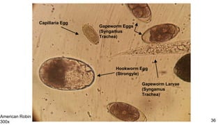 The Fantastical World of Parasites- The Beginners Guide to Identifying ...
