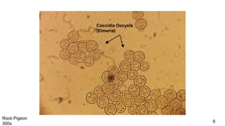 The Fantastical World of Parasites- The Beginners Guide to Identifying ...