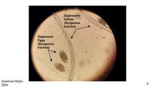 The Fantastical World of Parasites- The Beginners Guide to Identifying ...