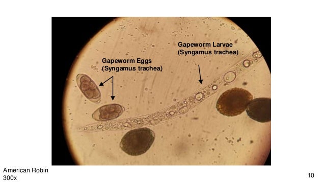The Fantastical World of Parasites- The Beginners Guide to Identifyin…