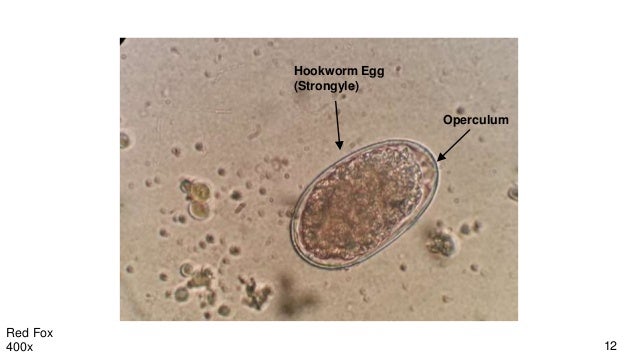 The Fantastical World of Parasites- The Beginners Guide to Identifyin…