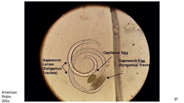 The Fantastical World of Parasites- The Beginners Guide to Identifyin…