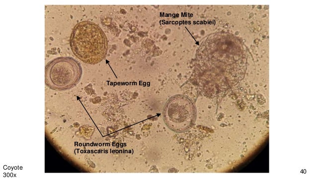 The Fantastical World of Parasites- The Beginners Guide to Identifyin…