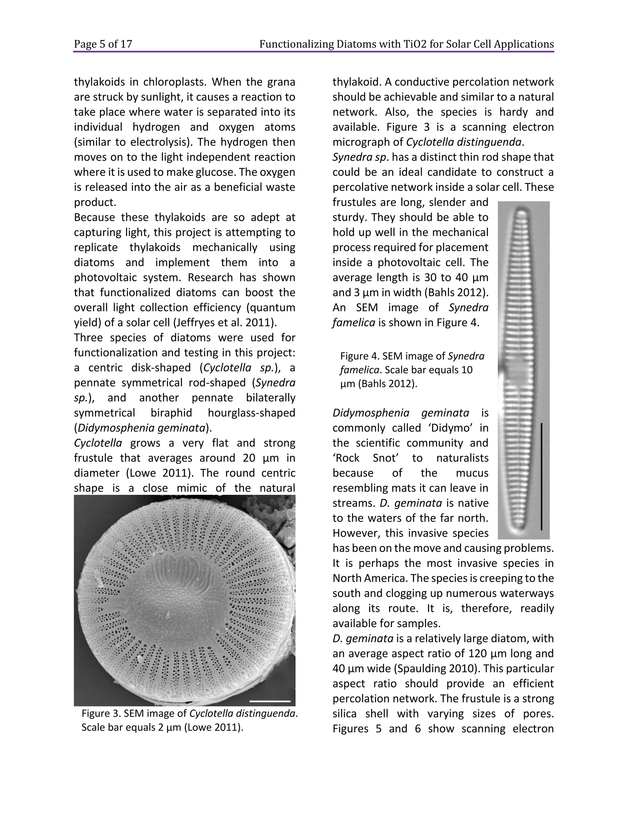 FINAL REPORT - Functionalizing Diatoms with TiO2 for Solar Cell ...