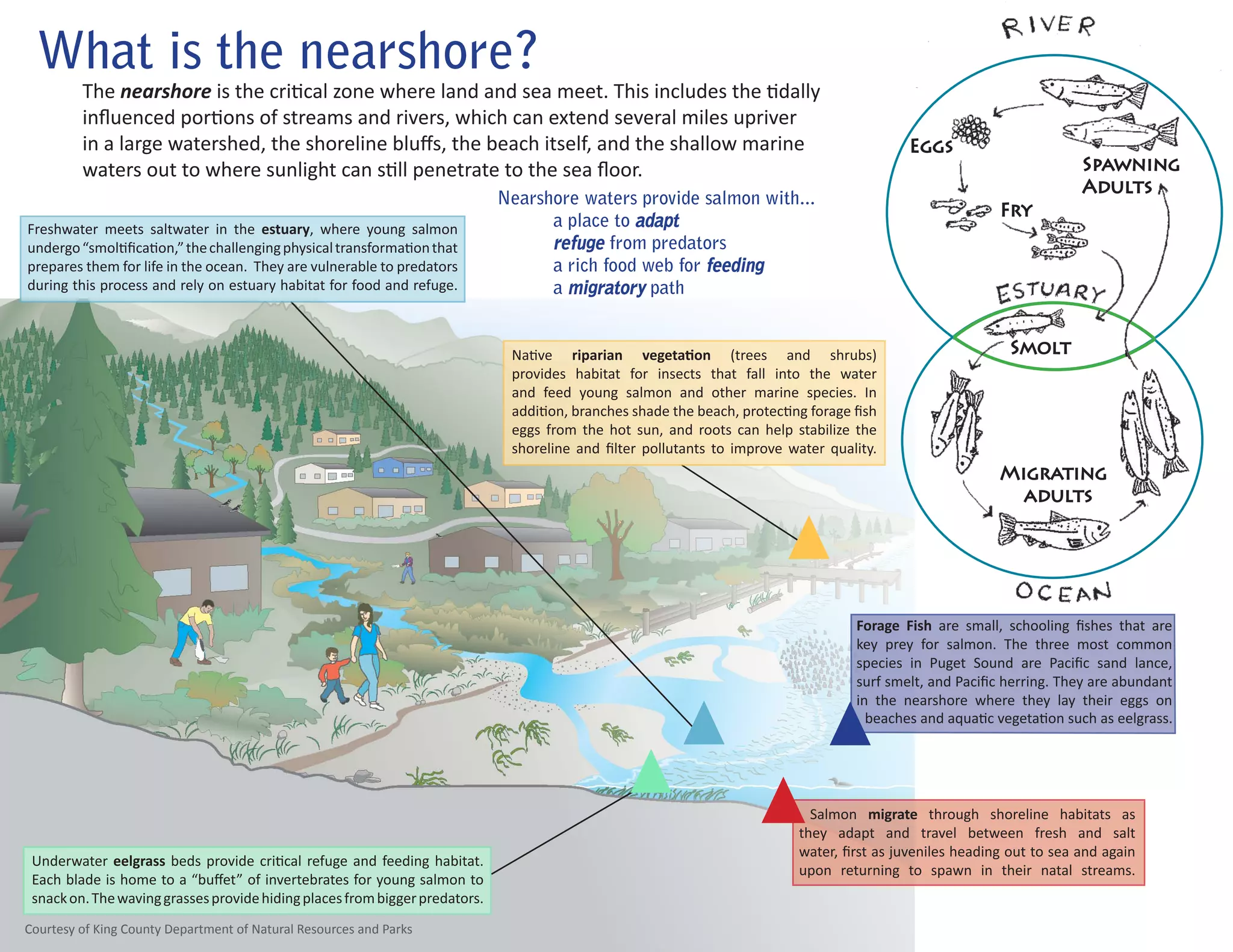 NSEA FINAL SalmonInTheNearshore brochure | PPT