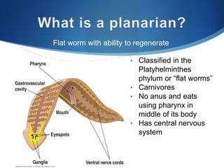 Planaria 1 | PPT