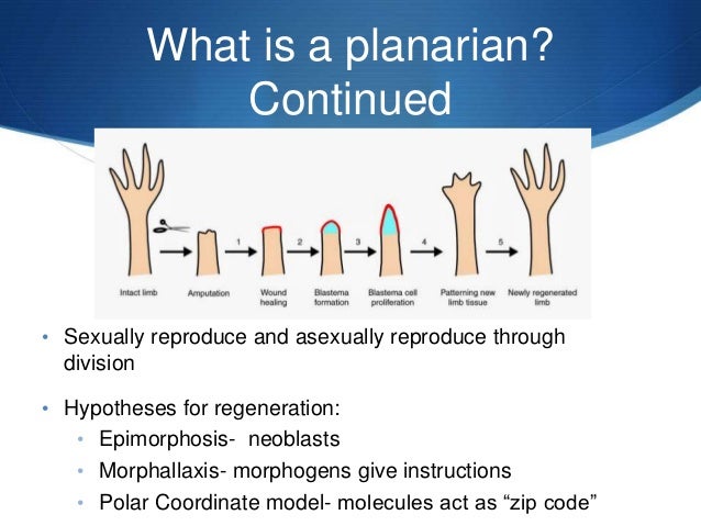 Planaria 1