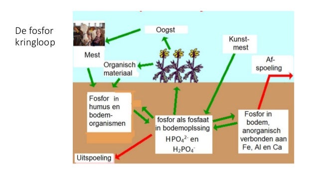 Over fosfor en fosfaat AcconAvm 9 dec. 2015 a.baken@planet.nl
