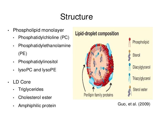 Lipid Droplets Function – Lipid Droplet Protein Degradation – NRRBG