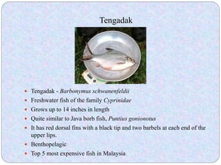 S18417 BAIDURI | PPTX