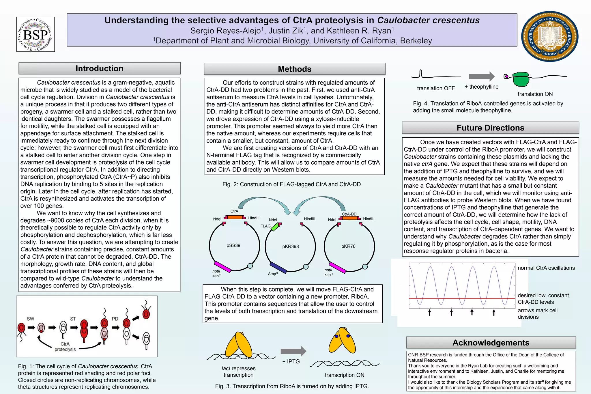 CtrA Stability Poster (Final) | PPTX