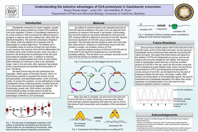 CtrA Stability Poster (Final) | PPTX