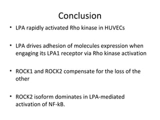 Presentation Rho Kinase-2 Activation in HUVEC111 | PPT