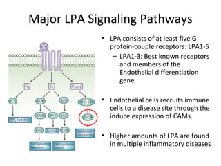 Presentation Rho Kinase-2 Activation in HUVEC111 | PPT