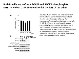 Presentation Rho Kinase-2 Activation in HUVEC111 | PPT