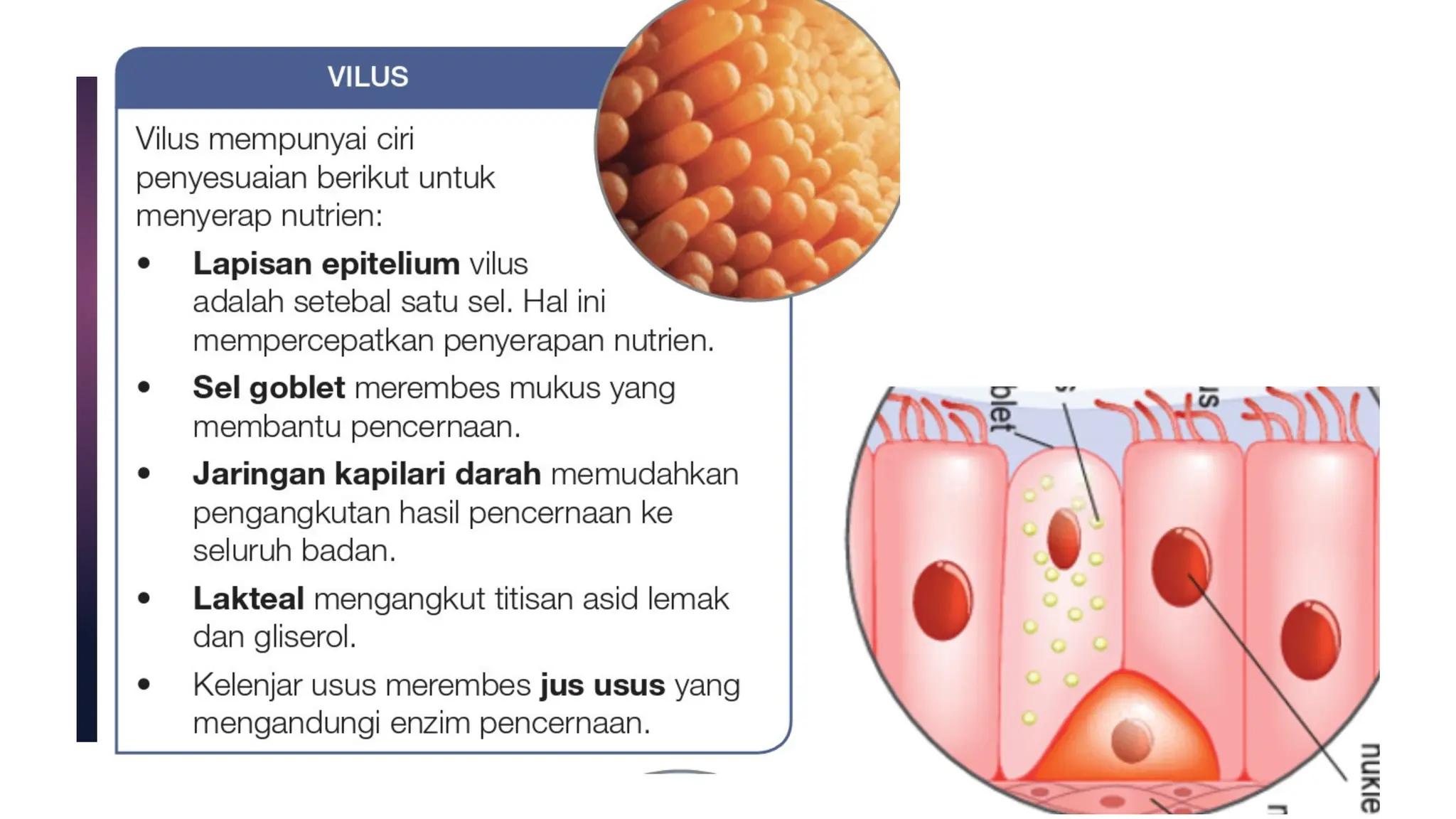 B9 Nutrisi dan Sistem Pencernaan Manusia.pptx