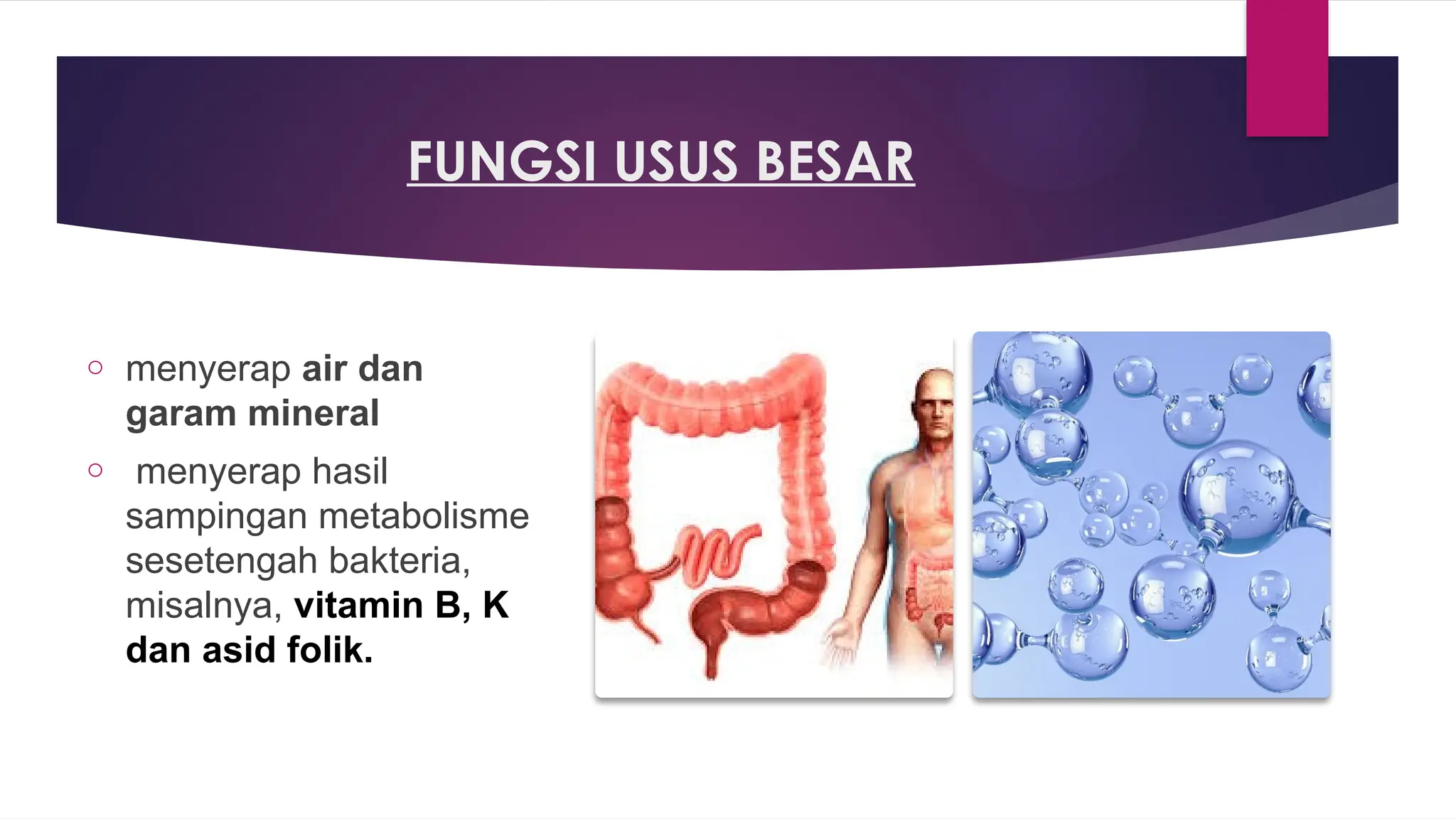 B9 Nutrisi dan Sistem Pencernaan Manusia.pptx