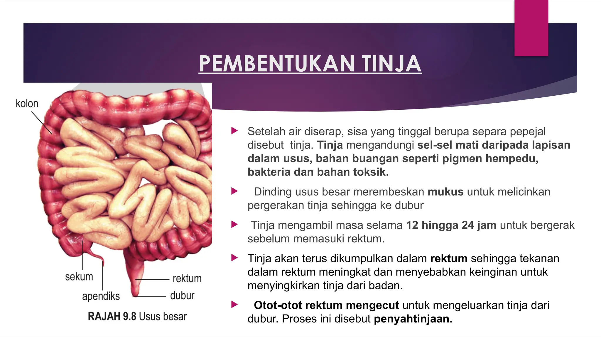 B9 Nutrisi dan Sistem Pencernaan Manusia.pptx